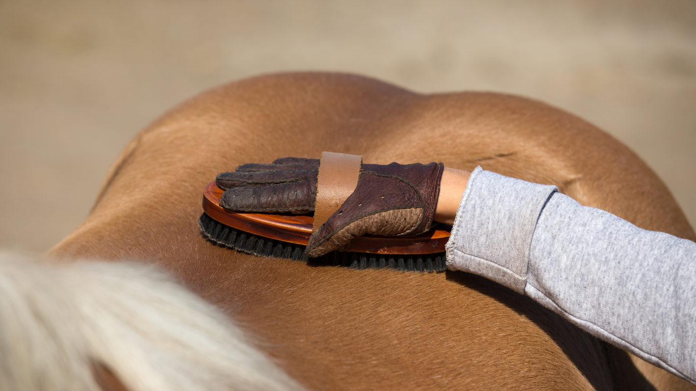 Poultice for Horses Explained: A Beginner’s Guide to Cooling & Recovery ...