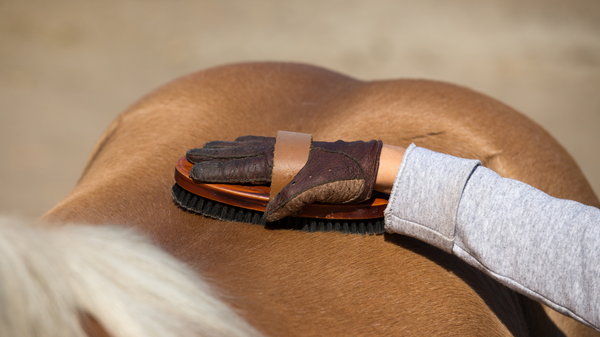Poultice for Horses Explained: A Beginner’s Guide to Cooling & Recovery ...